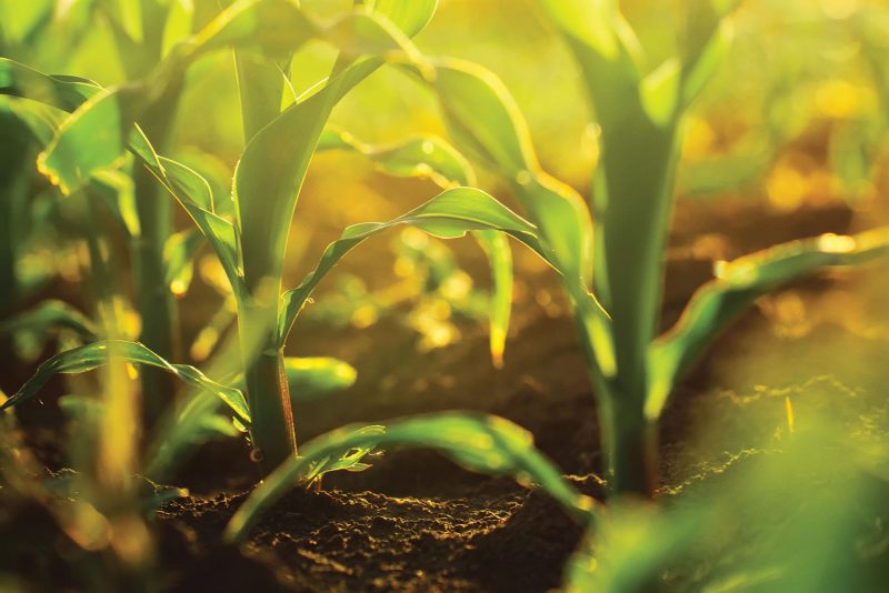 What Is Fertilizer? - Fertilizer Canada